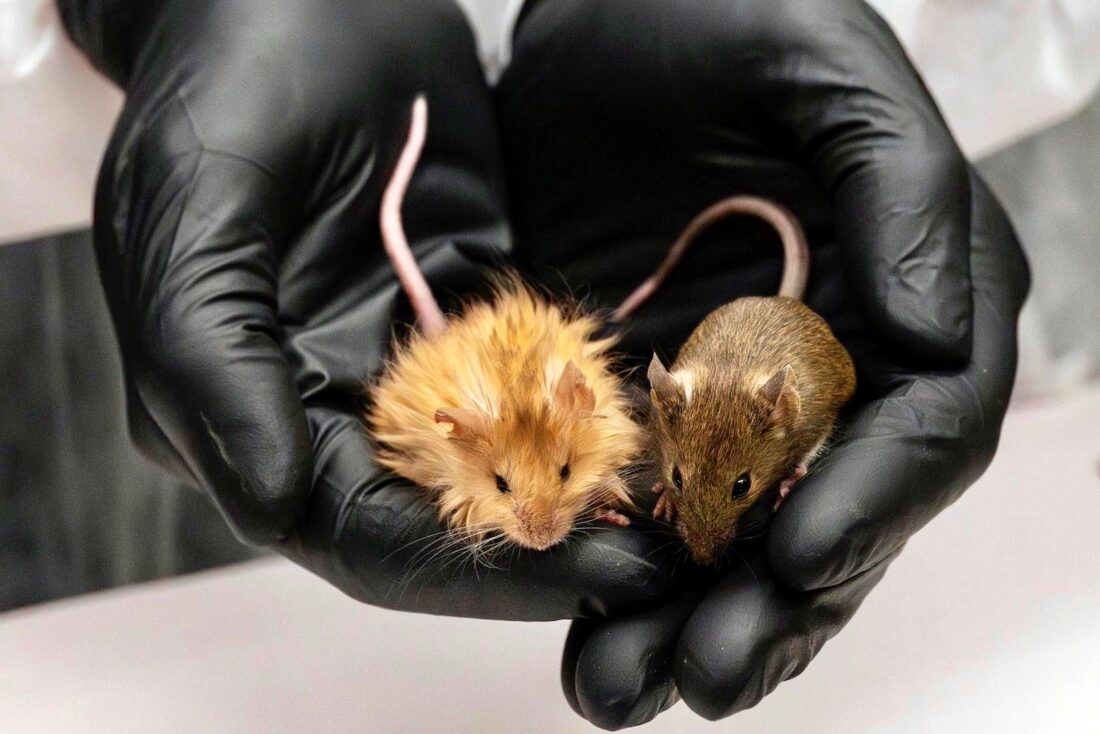 Wooly mammoth fur: Scientists genetically engineer mice with thick hair ...